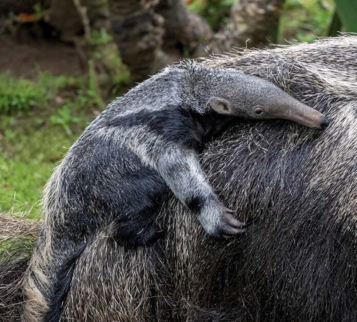 Photos Capture Rare Giant Anteater Pup Born in UK Park Riding on Mom’s Back