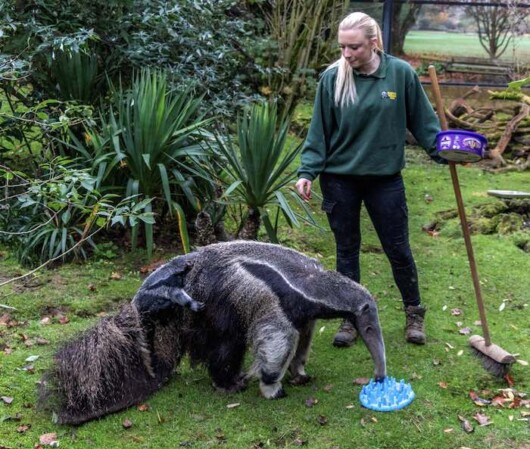 Photos Capture Rare Giant Anteater Pup Born in UK Park Riding on Mom’s Back