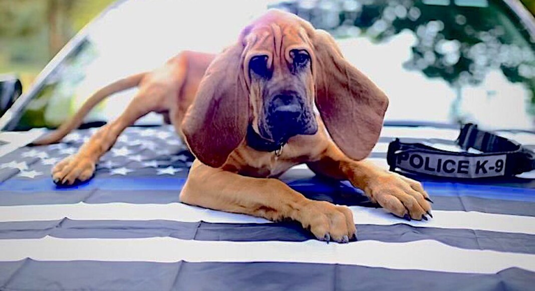 18 Month-old Bloodhound Wins 2024 Hero Dog Awards for Saving Lives And ...
