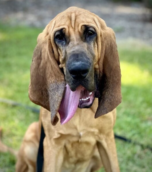 18 Month-old Bloodhound Wins 2024 Hero Dog Awards for Saving Lives And ...