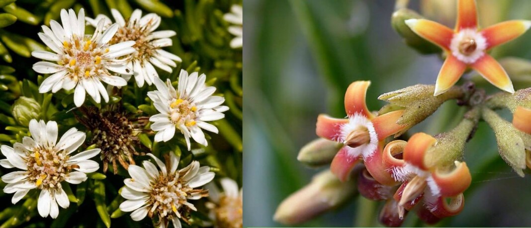 Cloud Forest Species Thrive After Invasive Rodents Eradicated on Lord ...