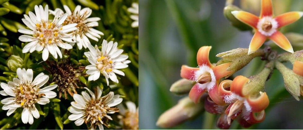 Cloud Forest Species Thrive After Invasive Rodents Eradicated on Lord ...