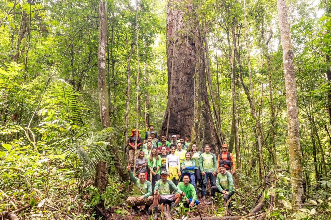 Grove of 100 Giant Trees Discovered in 2019 Are Tallest in the Amazon ...