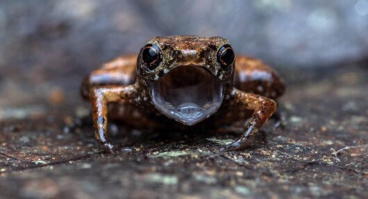 New Flea Toad Discovered in Brazil is Second Smallest Vertebrate Ever Found