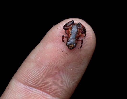 New Flea Toad Discovered in Brazil is Second Smallest Vertebrate Ever Found
