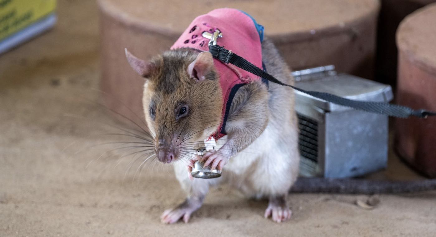 Rats With Tiny Backpacks Being Used to Sniff Out Wildlife Smugglers ...