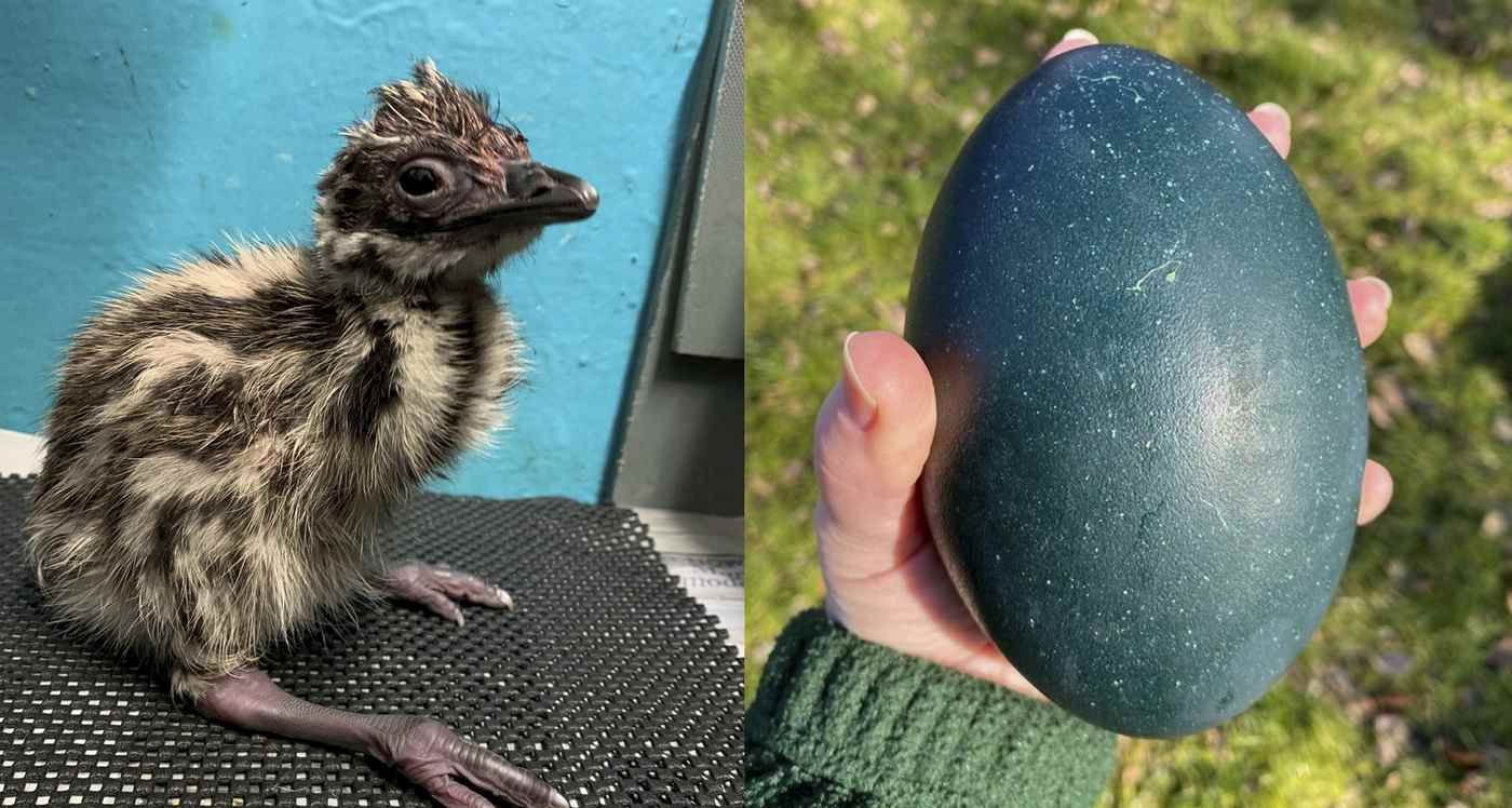 Baby Emu Orphan is Adopted by a Chicken–An Unexpected Mother Hen Turned ...