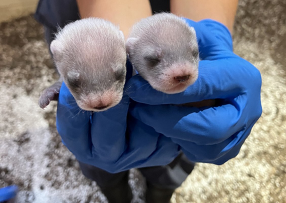 Black-Footed Ferret Cloned to Add Diversity Just Gave Birth to Two New ...