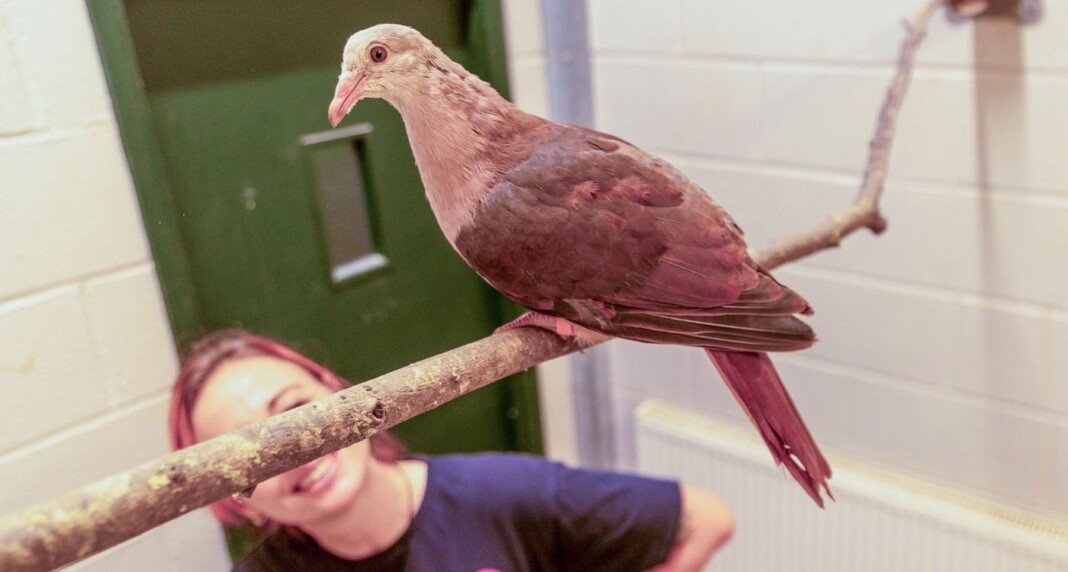 Rare Pink Pigeon Hand-Raised at UK Zoo for First time – a Milestone ...