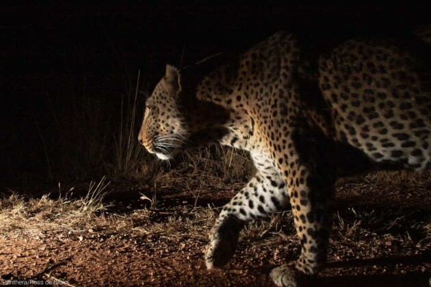 Leopard Population Has Nearly Tripled in the World's Largest ...
