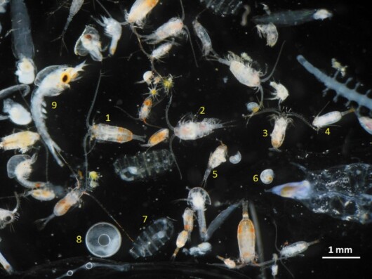 Trillions of Microscopic Sea Plankton Recruited to Solve the Carbon Problem