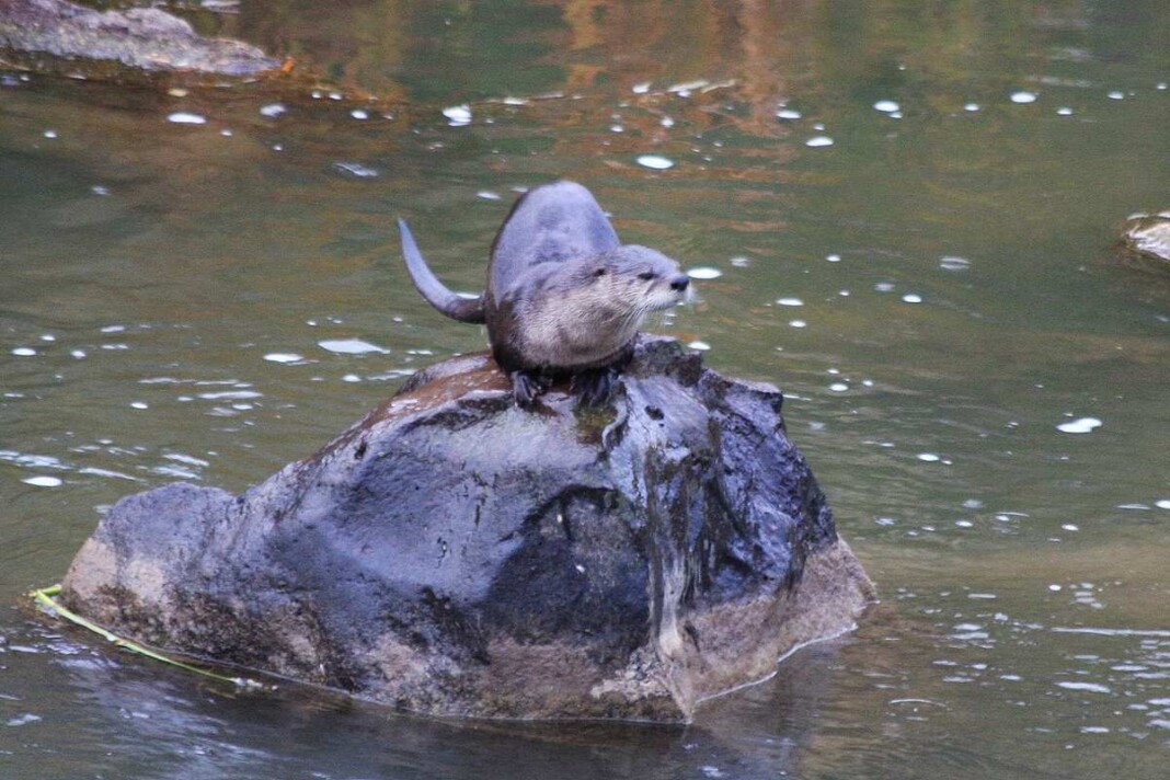 Once Locally Extinct, 'Top Predator' River Otter Flourishing Again in ...