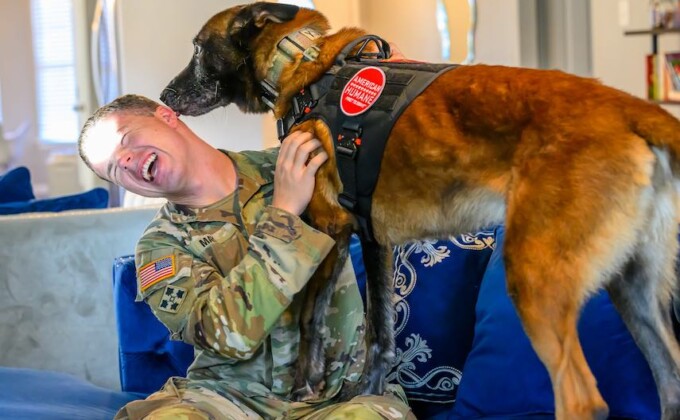 Retired Military Dog Reunites with Army Handler After Years Apart–Just ...