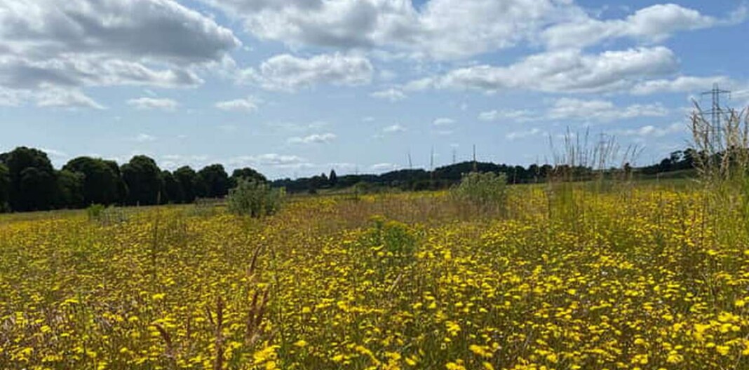 Bumblebees Increase by More than 100x in ‘Remarkable’ Scotland ...