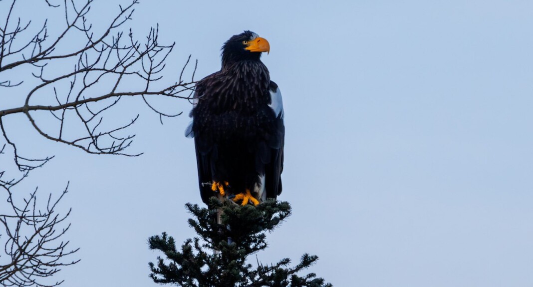 Canadians Delighted by Visit from Giant Sea Eagle from the Other Side ...