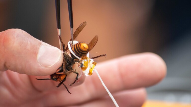 Invasive ‘Murder Hornets’ Are Wiped Out in the US, Using Transmitters ...
