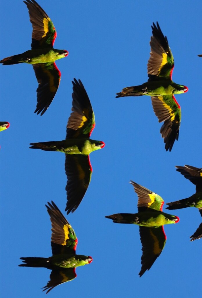 Endangered Thick-Billed Parrot That Once Roamed the US Is on the Way to ...