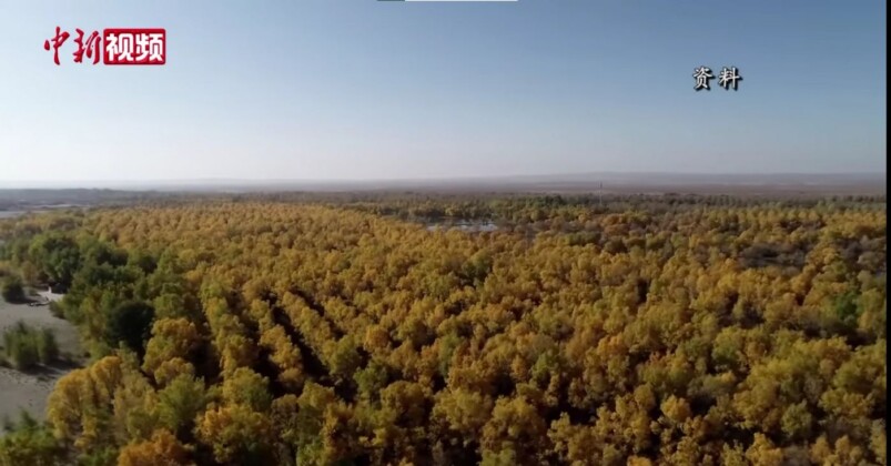 Planting Billions of Trees Turned Barren Desert into a Carbon Sink That ...