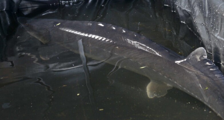Fish Rescued From Garden Pond After it Grew to be 6-feet Long–From Just ...