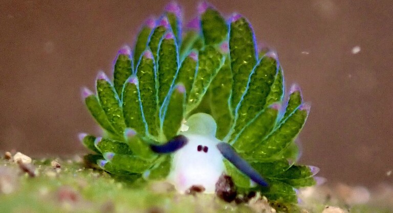 Diver Fulfills His Dream to Photograph the Cutest Sea Creature Ever ...