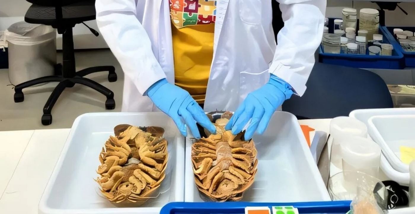 Ominous and Helmeted, New Species of Giant Crustacean Named After Darth ...