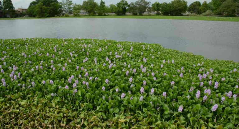 Alien Water Hyacinth is Lethal for Lakes–But it’s Being Turned into ...