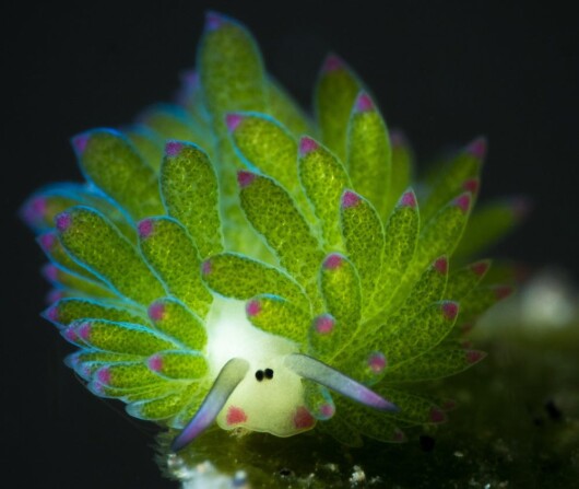 Diver Fulfills His Dream to Photograph the Cutest Sea Creature Ever ...