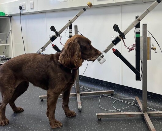 Dogs in UK Are First to Be Trained to Sniff Out Bowel Cancer–After ...