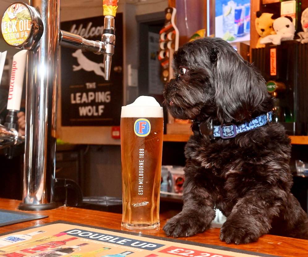 Pub Owner Adopts Dog After it Dashed into Bar When Owner Died in Car ...