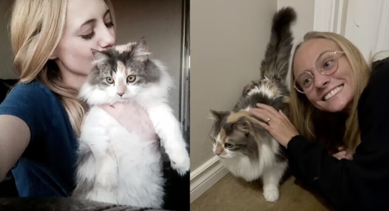 Cat Missing for 7 Years is Reunited with Family in a ‘Christmas Miracle’