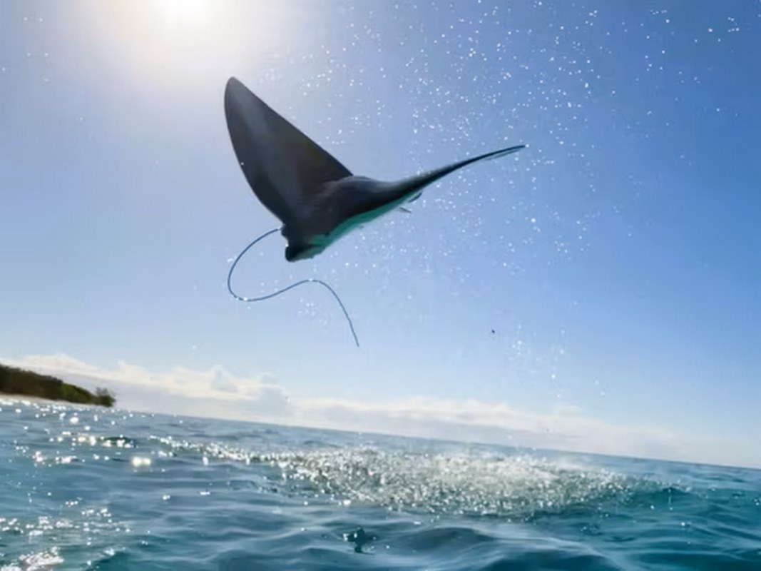 Courtship, Escaping Predators, or Just for Fun? Why Do Stingrays Jump Out of the Water