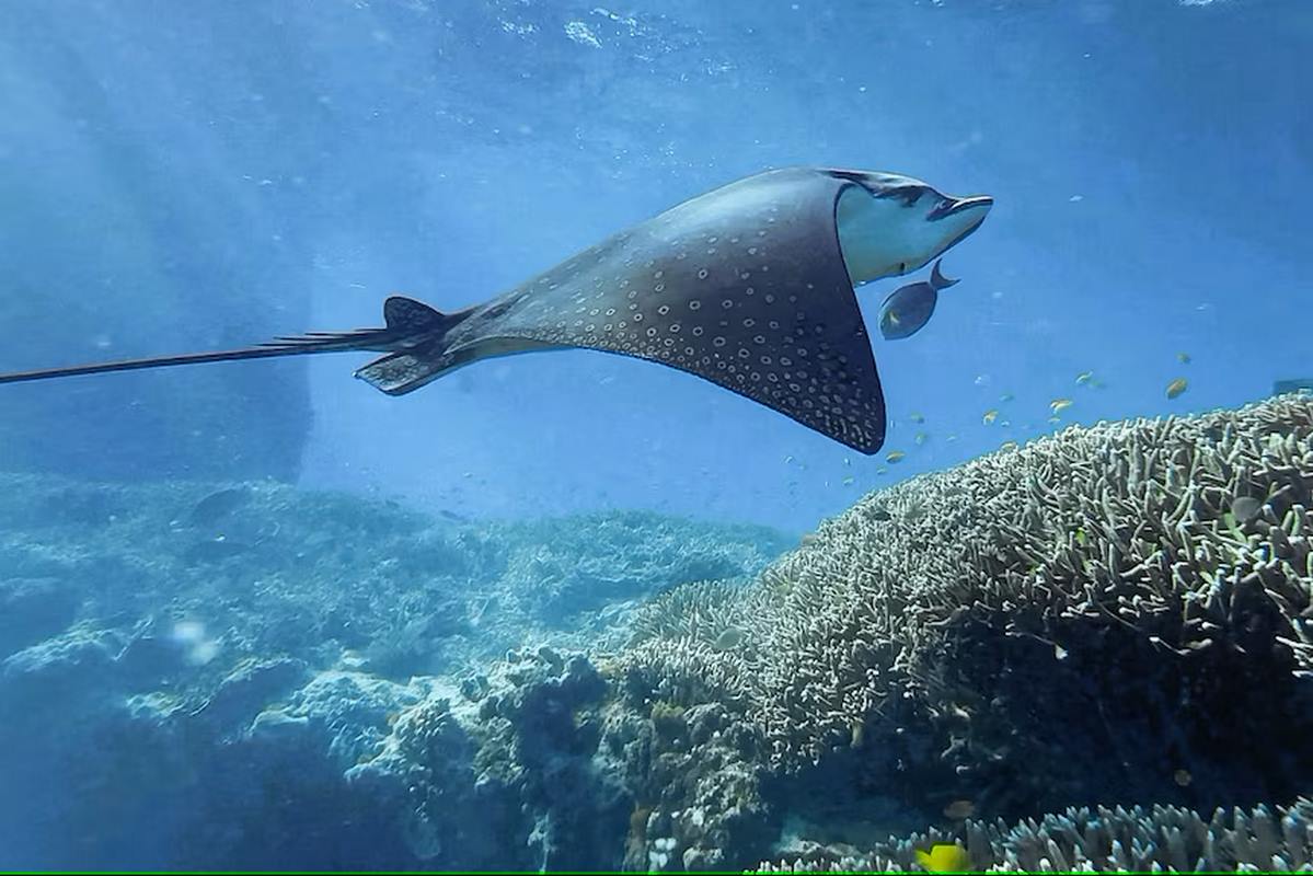 Courtship, Escaping Predators, or Just for Fun: Why Do Stingrays Jump Out of the Water?