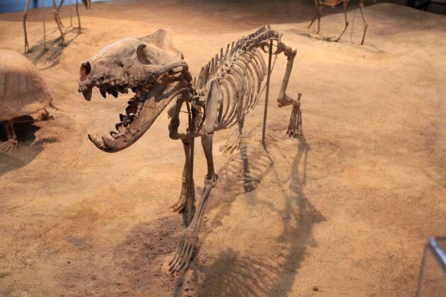 This Apex Predator Was ‘King of the Ancient Egyptian Forest’ Then ...
