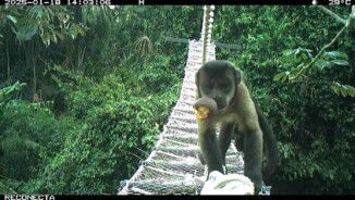In the Amazon, One Woman's Ingenious Canopy Bridges Are Helping Monkeys ...