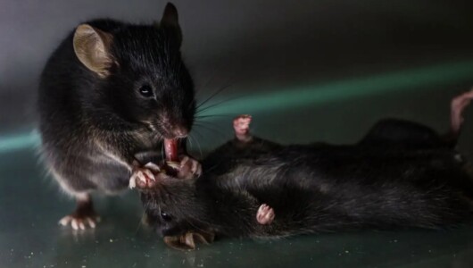Mice Discovered Giving ‘First Aid’ to Unconscious Mates in Surprising ...