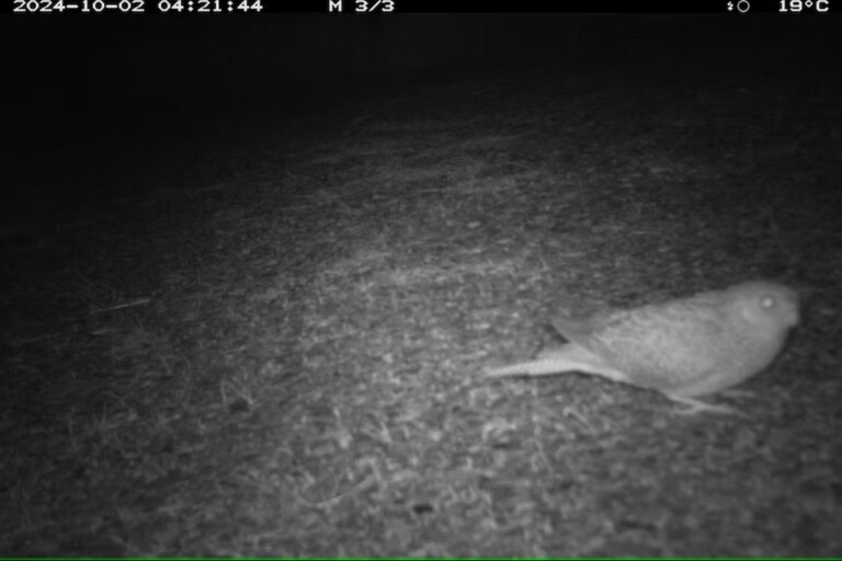 Second-Ever Elusive Night Parrot Egg Discovered in Australia Where it ...