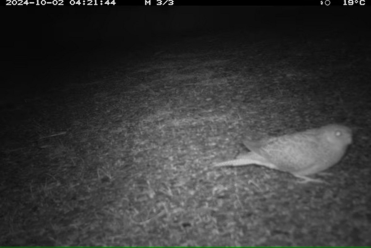 Second-Ever Elusive Night Parrot Egg Discovered in Australia Where it ...