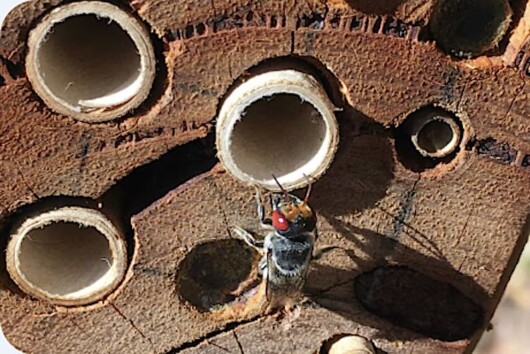 Australia's 'Bee Man' is Saving Native Species, One 'Hotel' at a Time
