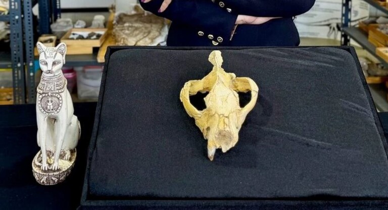 This Apex Predator Was ‘King of the Ancient Egyptian Forest’ Then ...