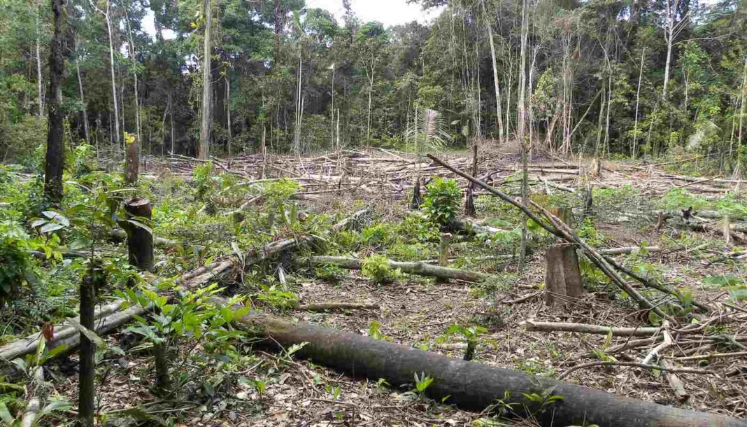 Rate of Deforestation in Colombia Last Year Was Among the Lowest in 23 ...