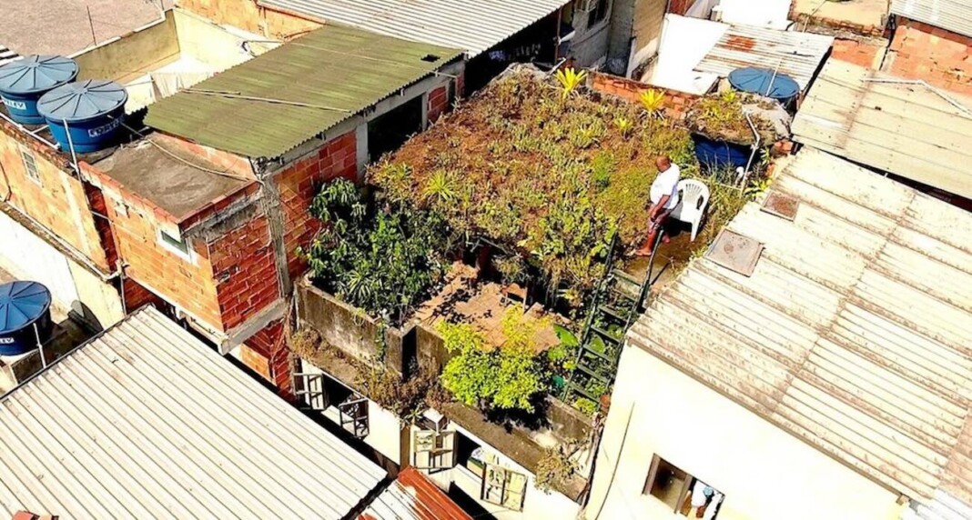 Gray Slums of Brazil Turn Green with Rooftop Garden Project in Full Bloom