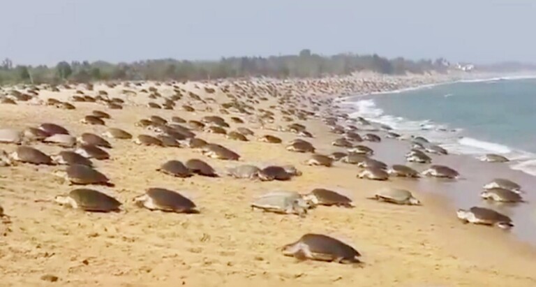 Sea Turtles Swarm the Beaches in India for Annual Mass Nesting (WATCH)