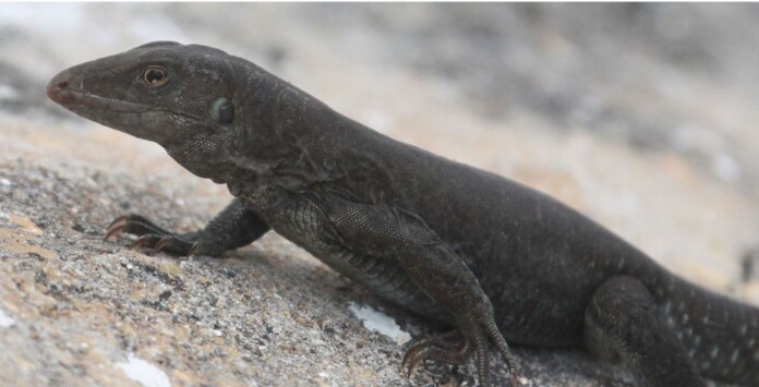 Almost Extinct Caribbean Lizard Makes a Comeback After Island Restoration