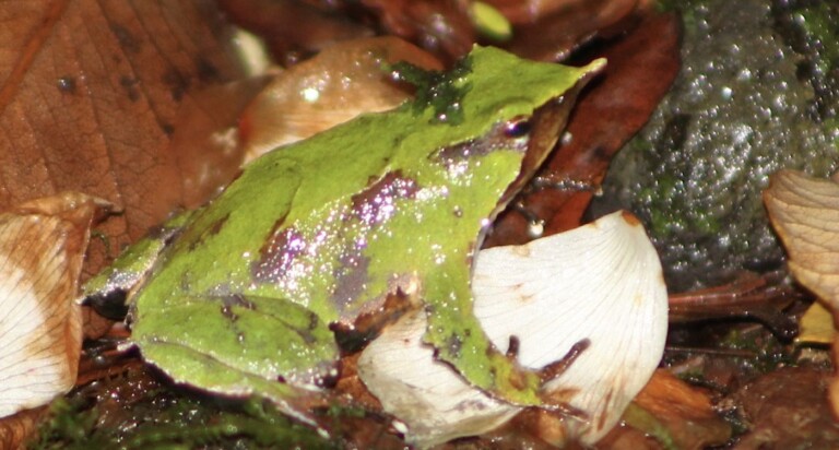 A Leap of Hope: Endangered Frogs First Seen by Charles Darwin Give ...