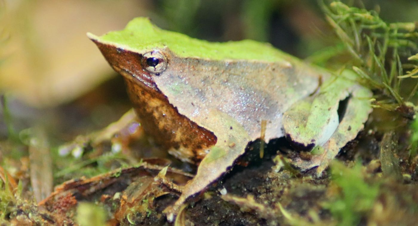 A Leap of Hope: Endangered Frogs First Seen by Charles Darwin Give Birth in London to Help Avoid ...