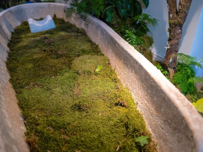 Eco-Funerals Now Feature World’s First ‘Living Coffin’ Made Out of ...