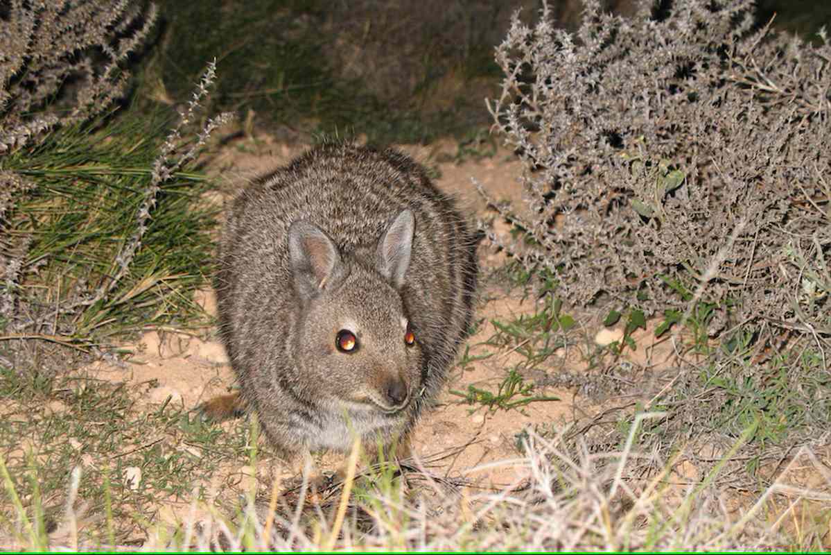 Flinders Island to Rid Vermin and Become an Ark for Marsupial Species ...