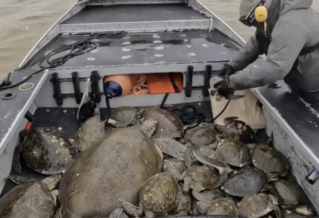 Man Saves Boatloads Of ‘Stunned’ Animals After He Spotted Shadows in ...