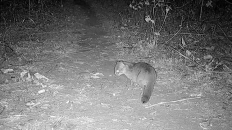 Earth's Tiniest Wildcat Is Captured on Camera for First Time – the ...