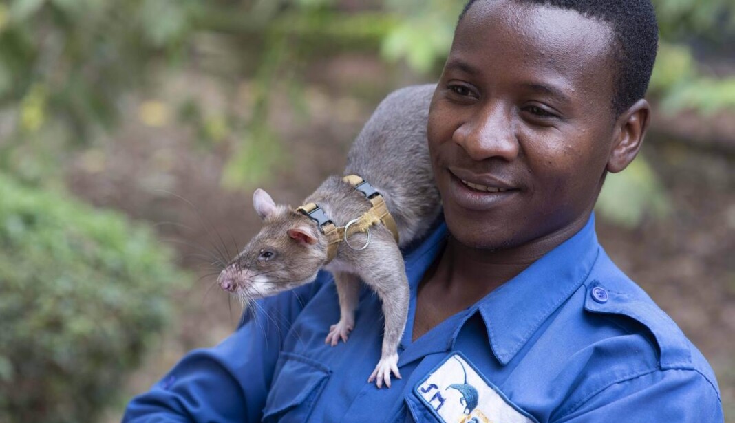 In East Africa, Rats Have Prevented 400,000 New Cases of Deadliest ...